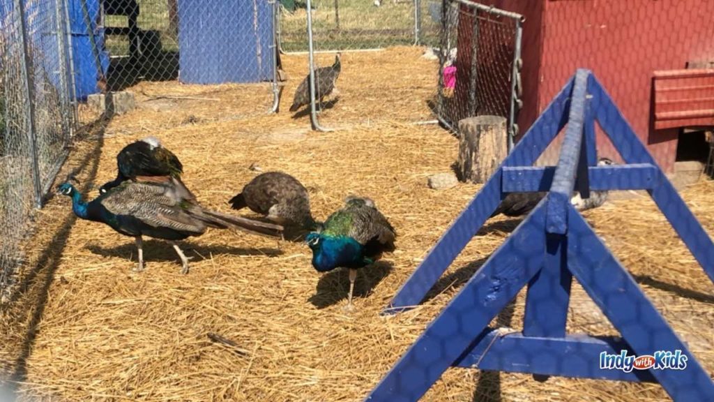 Russell Farms Pumpkin Patch | Get the Essential Fall Experience in ...