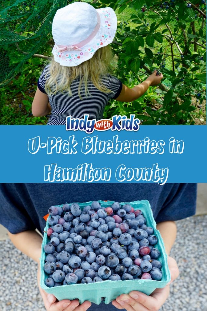 Pick Your Own Blueberries at Spencer Farm in Hamilton County