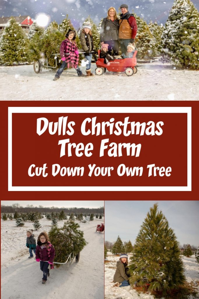 Dull's Christmas Tree Farm | Get Real and Cut Down Your Own Tree
