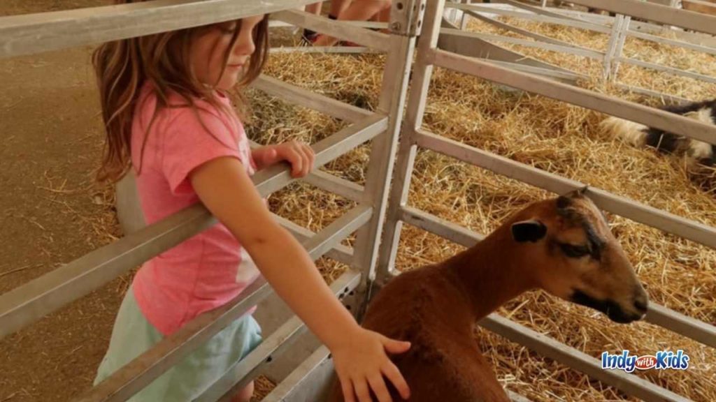 Where You Can Meet Indiana State Fair Animals | 2025