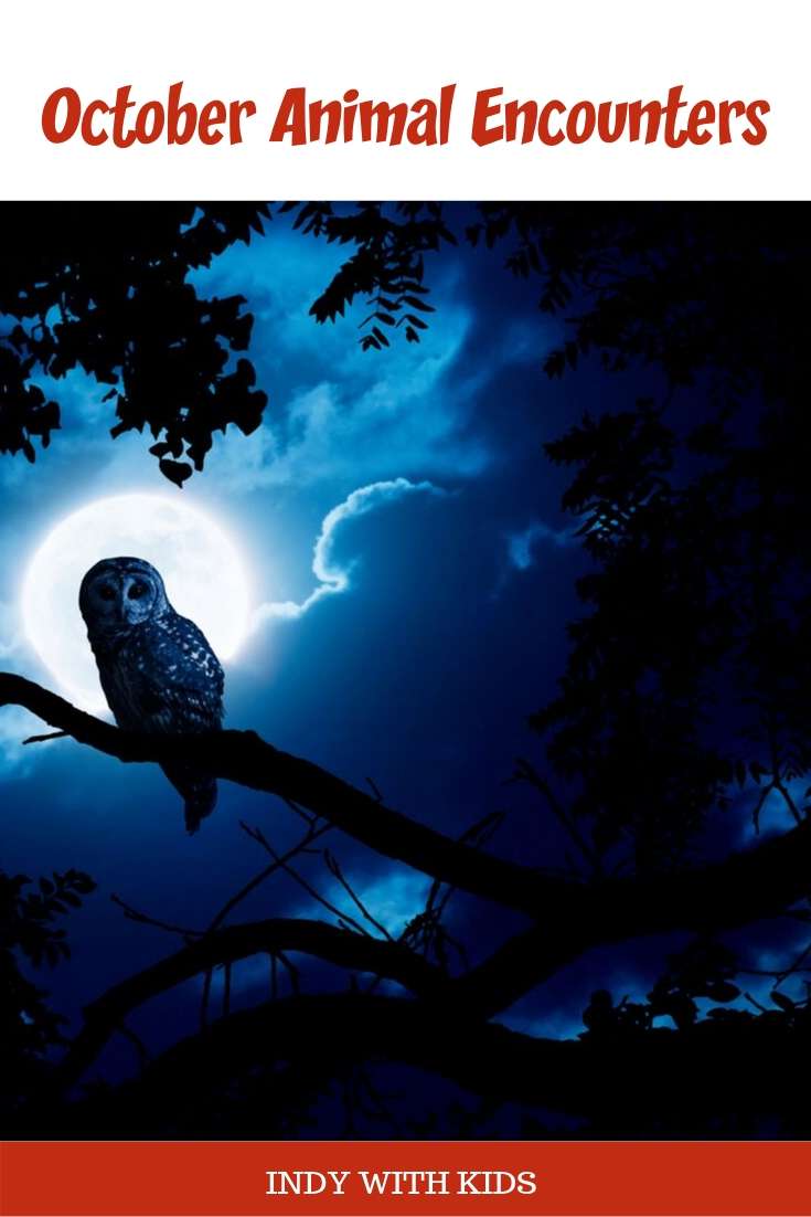 October Animal Encounters