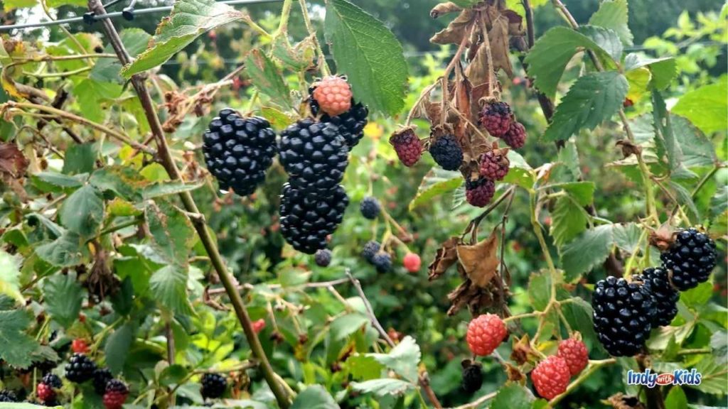 Wild Blackberry Farms | U-Pick Blackberries Near Fortville