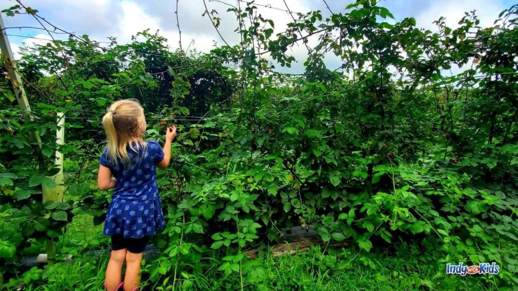 Wild Blackberry Farms | U-Pick Blackberries Near Fortville