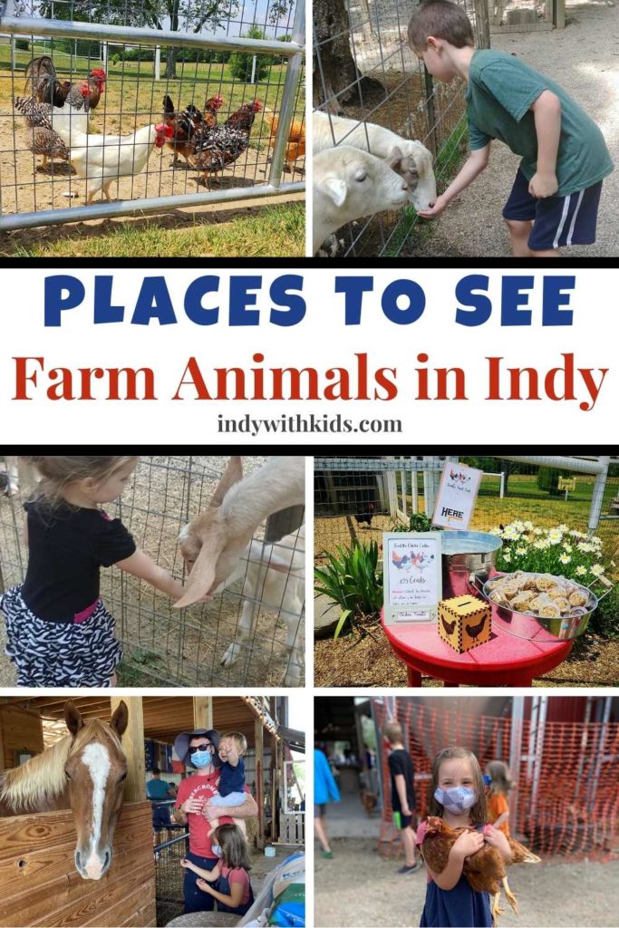 Places to Visit Farm Animals around Central Indiana