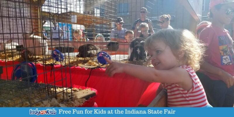 Indianapolis Swan Boats on the Canal