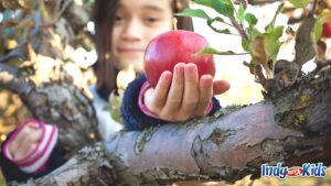 10 Indianapolis Area Apple Orchards for U-Pick and Fall Fun