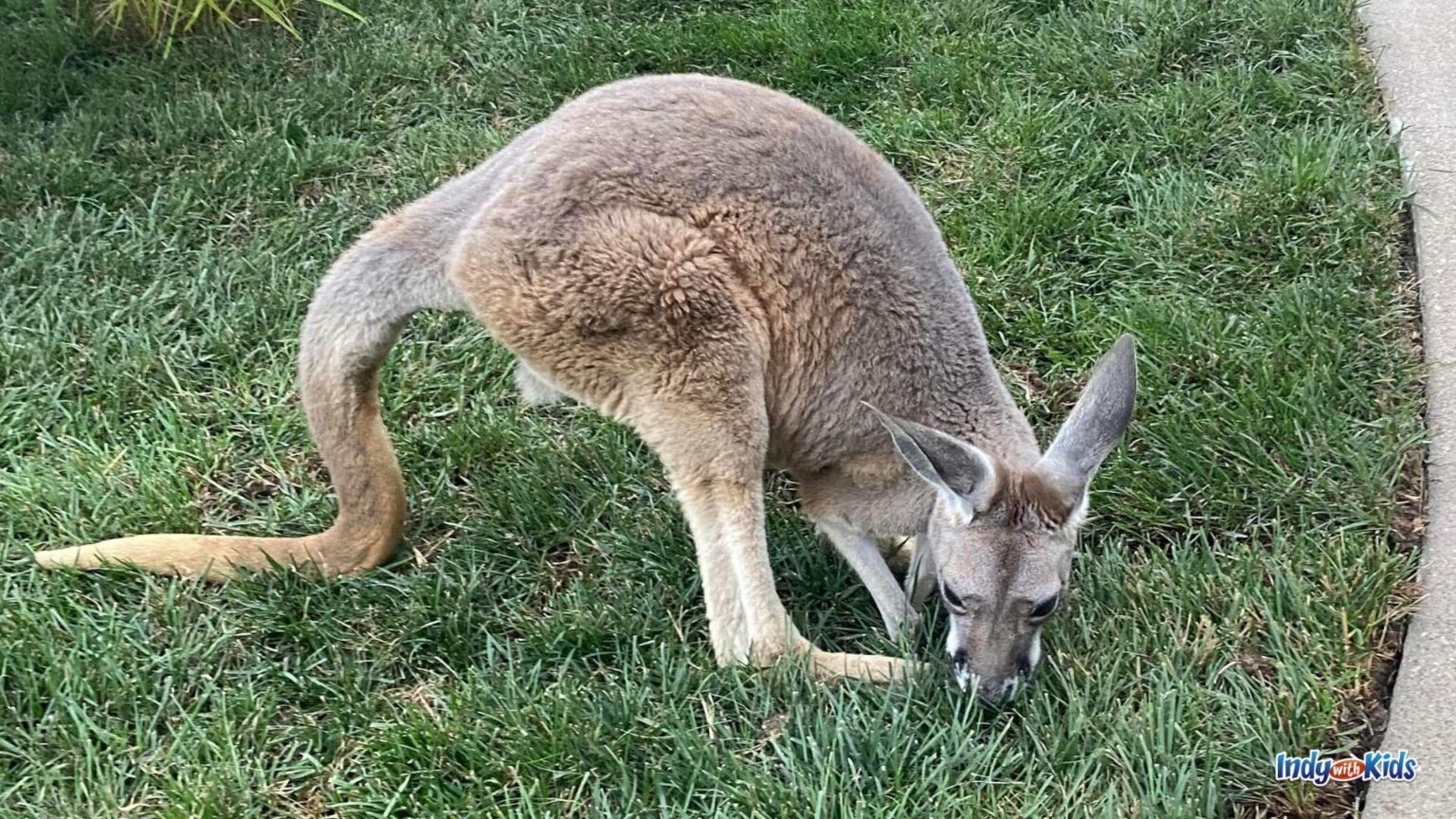 Kangaroo Crossing Opens This Weekend | Walk Among Red Kangaroos and ...