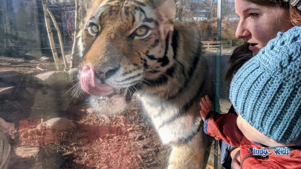 The Indianapolis Zoo | Plan a Wild Day at This Essential Indy ...