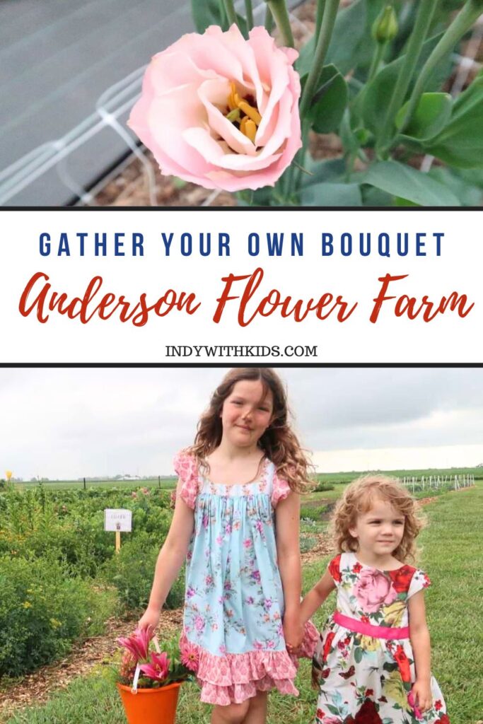 Anderson Flower Farm | Gather Gorgeous U-Pick Blooms - Indy with Kids