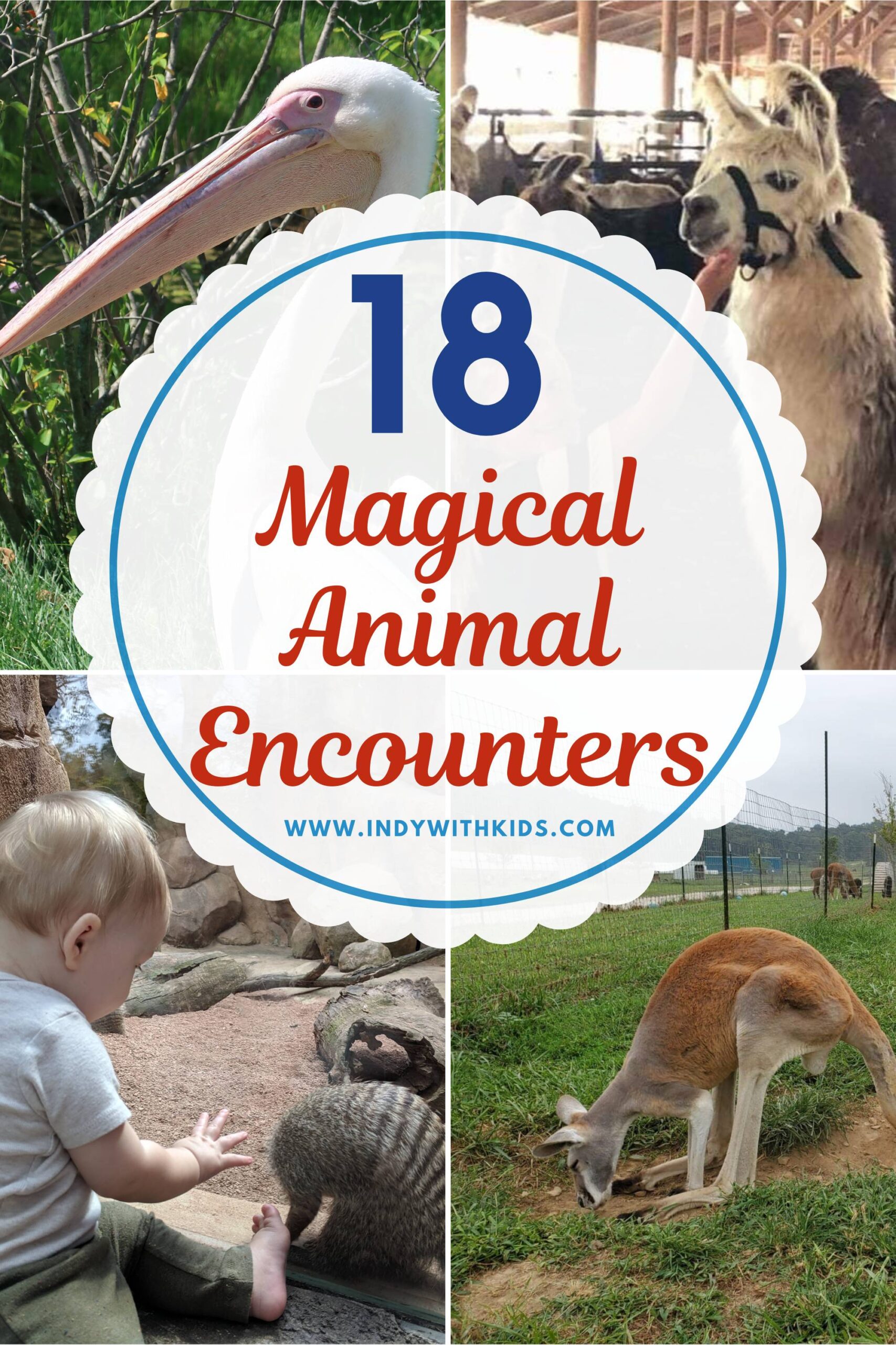Petting Zoo Near Me | 18 Magical Animal Encounters