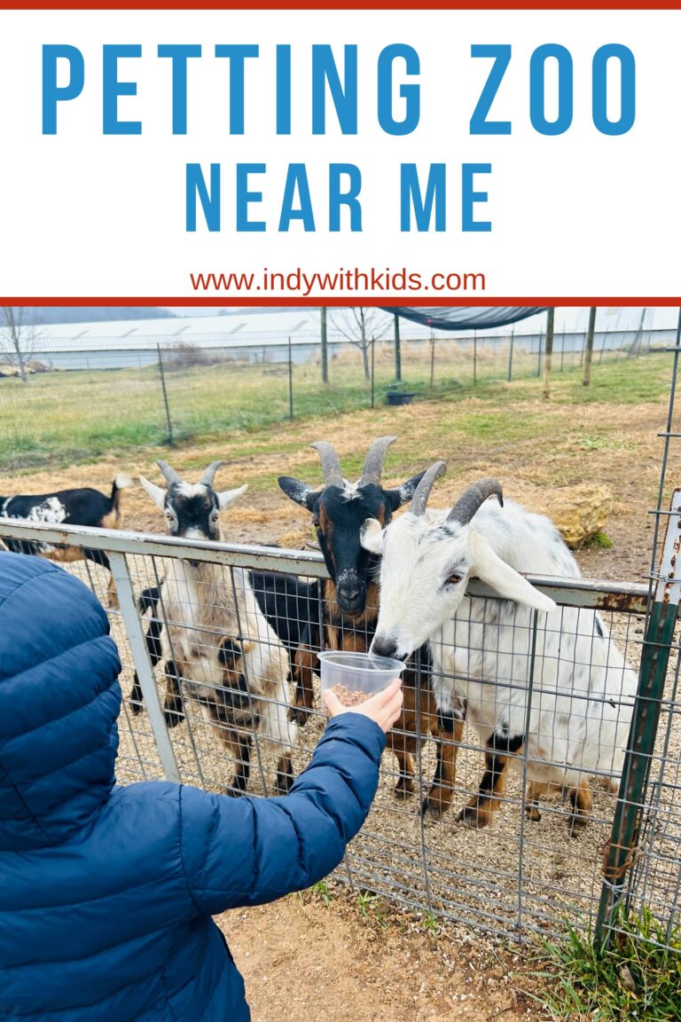 Petting Zoo Near Me | 18 Magical Animal Encounters