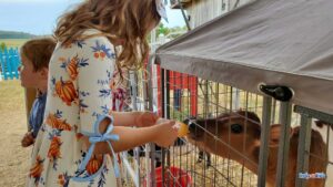 Lark Ranch Greenfield: Pumpkin Patch & Fall Festival Near Indy