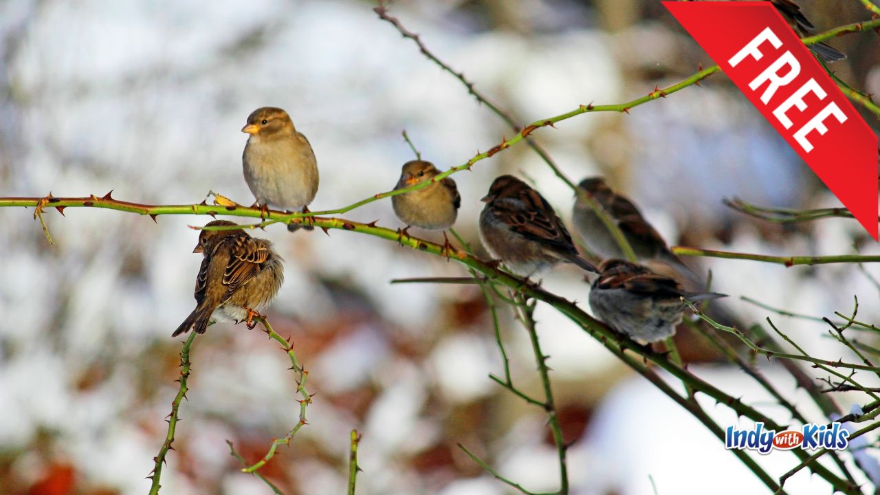 The Great Backyard Bird Count | FREE - Indy with Kids